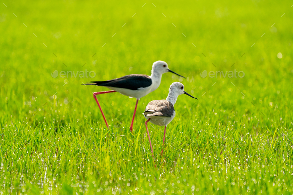 Two black-winged stilt birds stand in swamp near grass field together ...