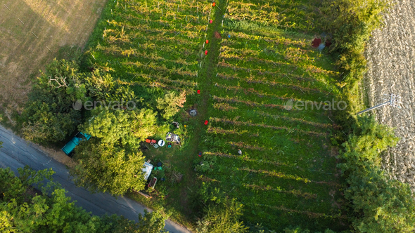 Farmer heroic harvesting grapes in wine farm in the italian hills of ...