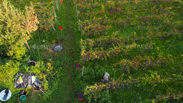 Farmer heroic harvesting grapes in wine farm in the italian hills of ...