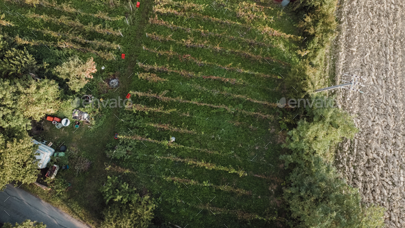 Farmer heroic harvesting grapes in wine farm in the italian hills of ...