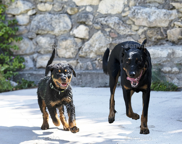 puppy rottweiler and beauceron Stock Photo by cynoclub | PhotoDune