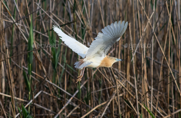 wildlife in the Danube delta bird on the lake Stock Photo by melis82