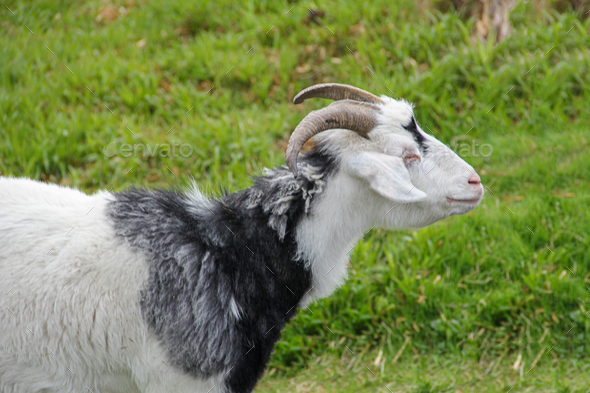 Goat side view in the countryside farm with green background with copy ...