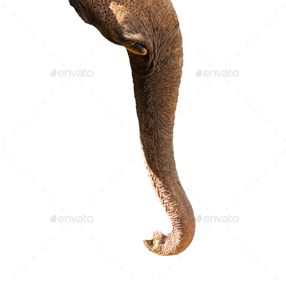 Elephants trunk isolated on white background. Stock Photo by Moderngolf_9