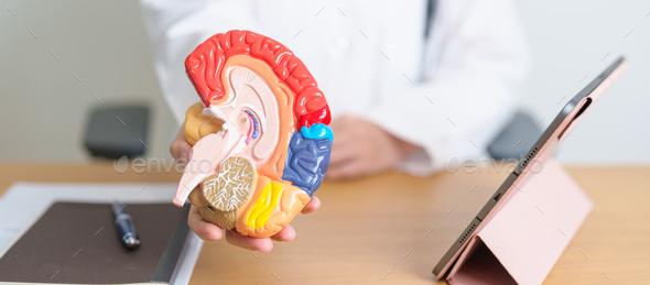 doctor with human Brain anatomy model and tablet. Stock Photo by JoPanwatD