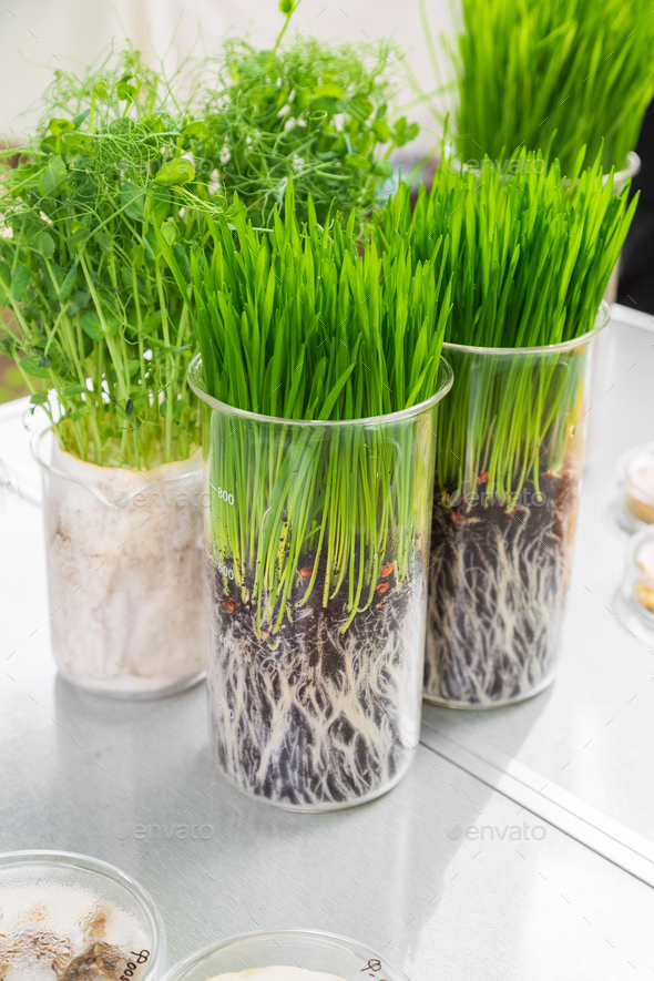 Germination and energy analysis of plants on table in laboratory Stock ...