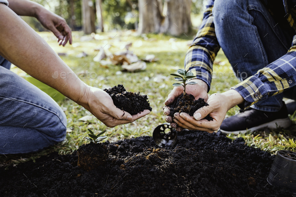 Two men planting a tree concept of world environment day planting ...