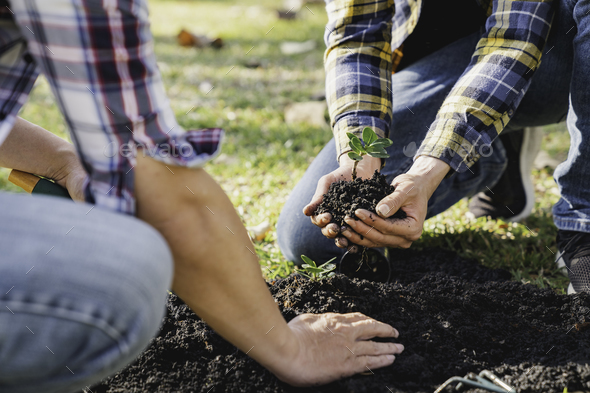 Two men planting a tree concept of world environment day planting ...