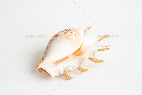 Seashell aesthetic. Minimalistic still life of sea shell. Stock Photo ...
