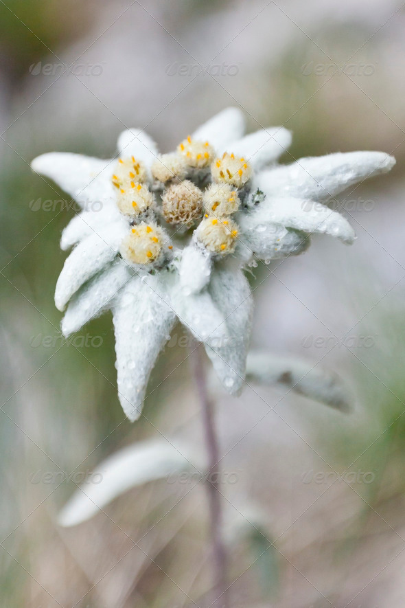 edelweiss Stock Photo by porojnicu | PhotoDune