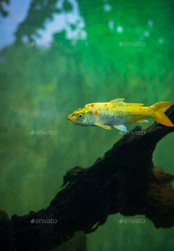 Yellow koi carp fish swimming in a freshwater aquarium tank in ...