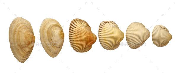 Sea clam shells, isolated on white Stock Photo by EdVal | PhotoDune
