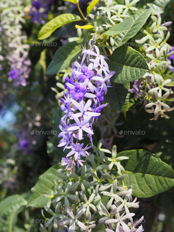 Purple Flower With 5 Pointed Petals | Best Flower Site