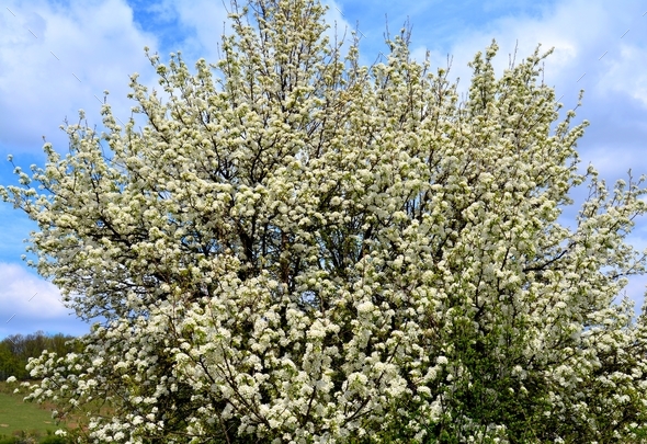 Big tree with dense branches and tiny white flowers - perfect for ...