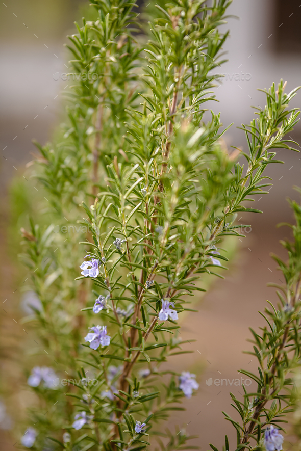 Selective focus of Rosemary plant growing in a backyard Stock Photo by ...