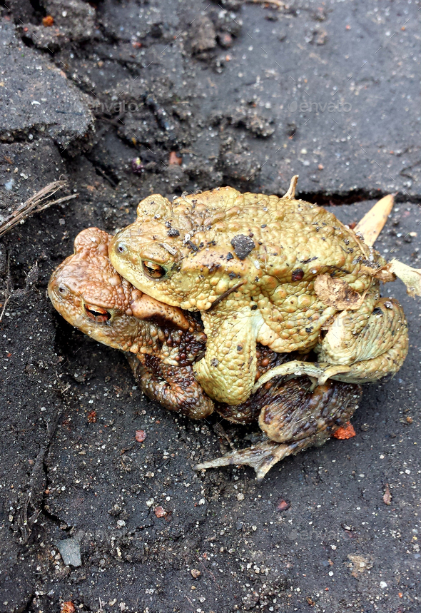 Vertical shot of a toad sitting on the back of another toad Stock Photo ...