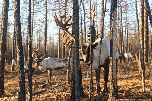 Group of elks in the woods surrounded by bare trees during daytime ...