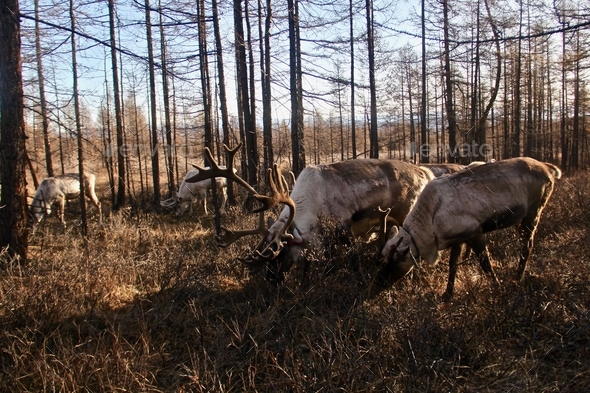 Group of elks in the woods surrounded by bare trees during daytime ...