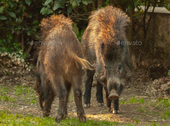 Two wild boars fighting Stock Photo by wirestock | PhotoDune