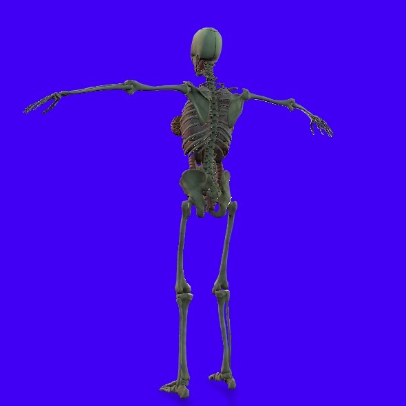 Female Anatomy Internal by arts01 | 3DOcean