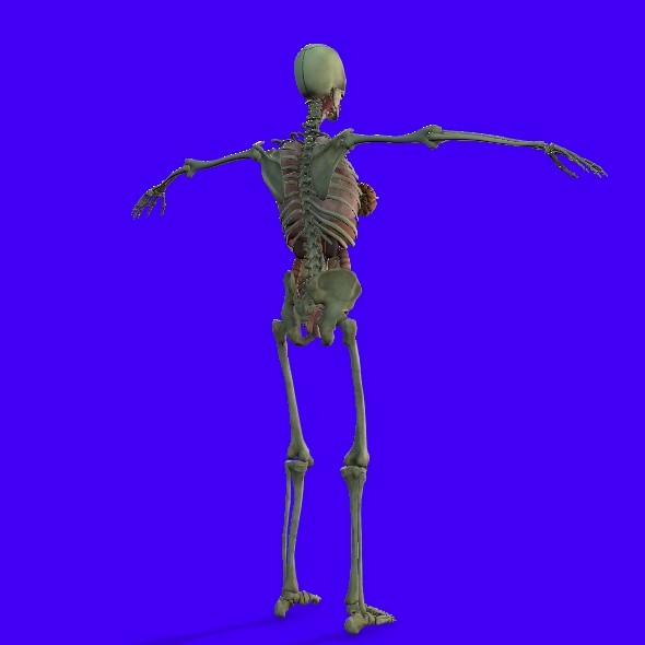 Female Anatomy Internal by arts01 | 3DOcean