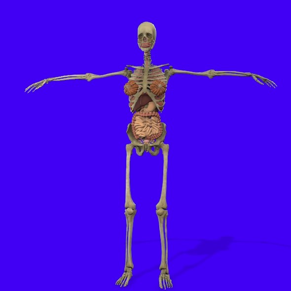 Female Anatomy Internal by arts01 | 3DOcean