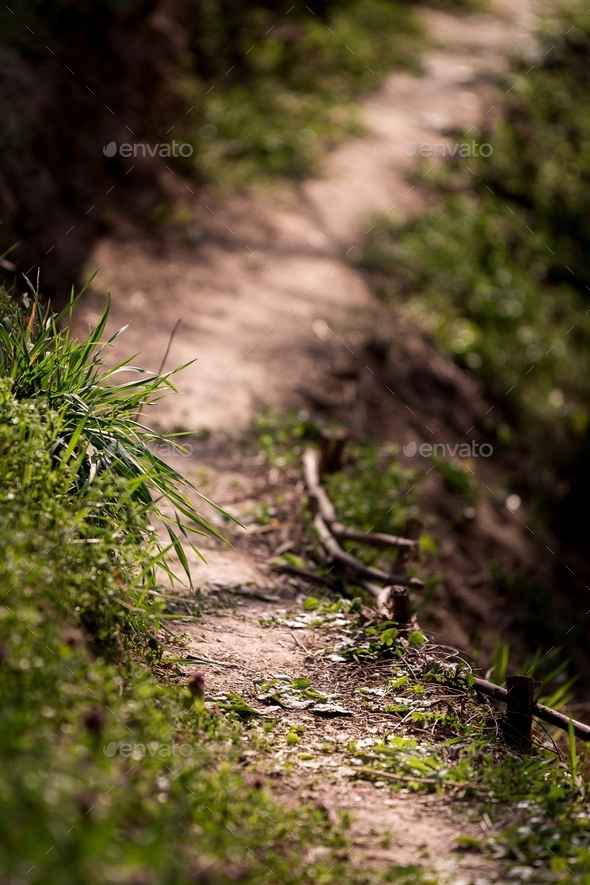 Selective focus of a grassy pathway Stock Photo by wirestock | PhotoDune