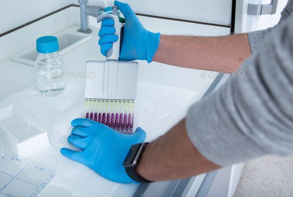 Scientist using electronic multichannel pipettes with microplate ...