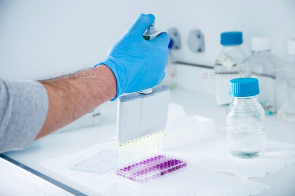 Scientist using electronic multichannel pipettes with microplate ...