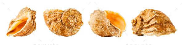 Sea shell from four different angles isolated Stock Photo by Portoprens