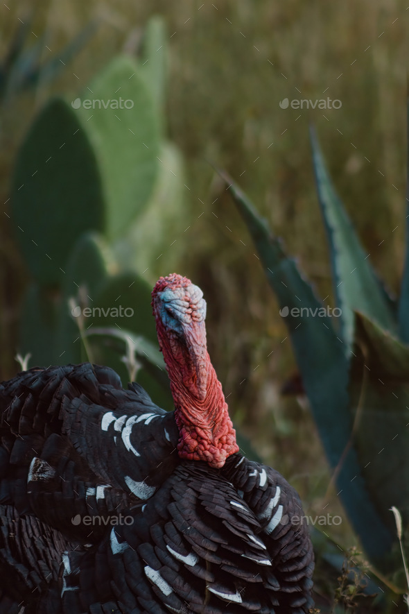 The turkey, a bird of nature, blends with the plant-filled surroundings ...