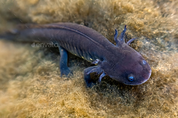 Grey axolotl in Mexican waters, showcasing its unique terrestrial ...