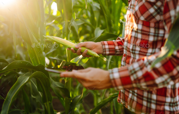 Owner of farm, standing in cornfield, inspects crop. Farmer is watching ...