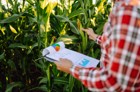 Owner of farm, standing in cornfield, inspects crop. Farmer is watching ...