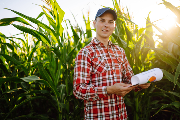 Owner of farm, standing in cornfield, inspects crop. Farmer is watching ...