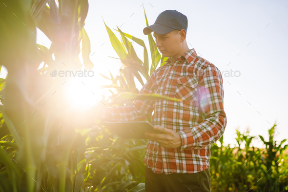Owner of farm, standing in cornfield, inspects crop. Farmer is watching ...