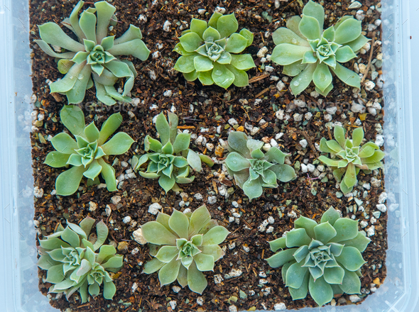 Grow Echeveria in a mini succulent garden. Green flower seedling. Succulent plant. Hobby Stock ...