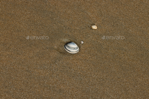 Lonely striped white blue shell on sandy seashore in water Stock Photo ...