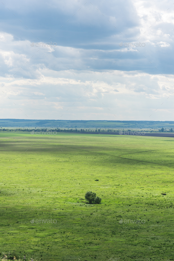 Vertical frame, background of a lone Bush or tree on a green meadow ...