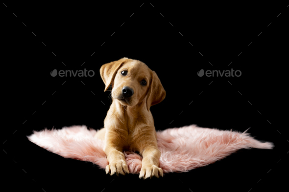 Adorable golden labrador retriever puppy lying on a fluffy pink blanket ...