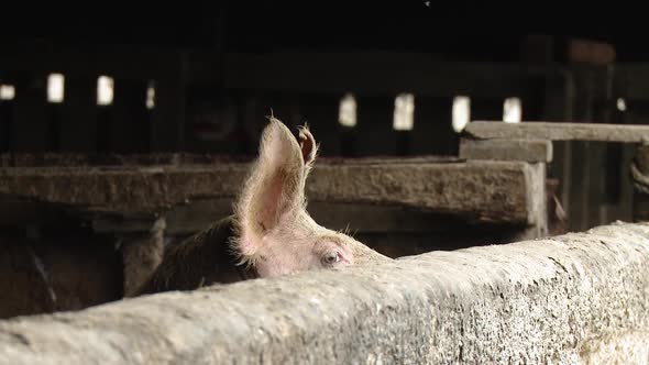 Glimpse of an Old Fashioned Shabby Pig Farm, Stock Footage | VideoHive