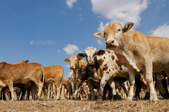 Free-range cattle on rural farm Stock Photo by EcoSound | PhotoDune