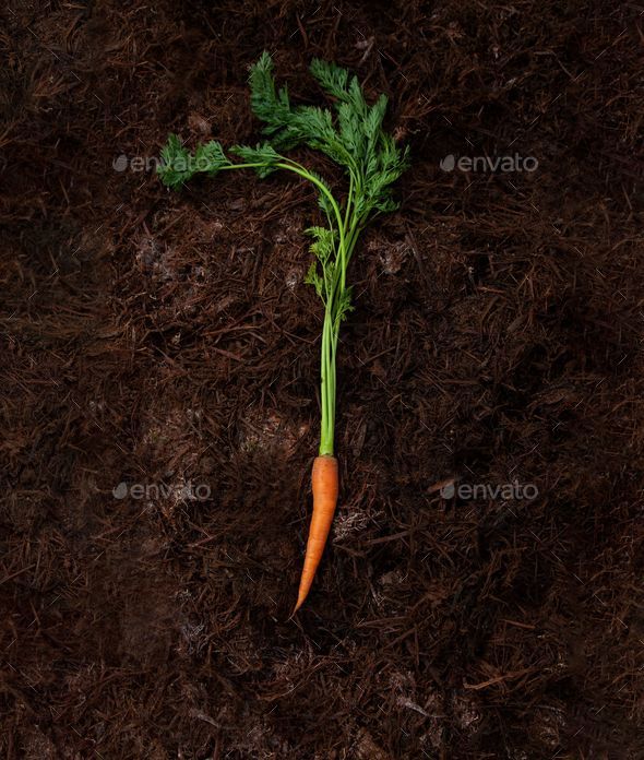 Close-up image of a single carrot laying in a bed of soil Stock Photo ...