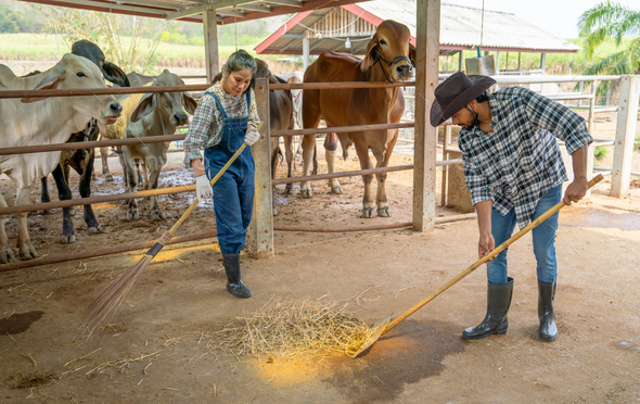 Asian man and woman farmers use bloom and tools to clean cow stable ...
