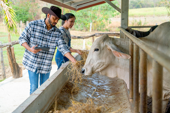Two Asian man and woman farmers help to feed and check health of cows ...