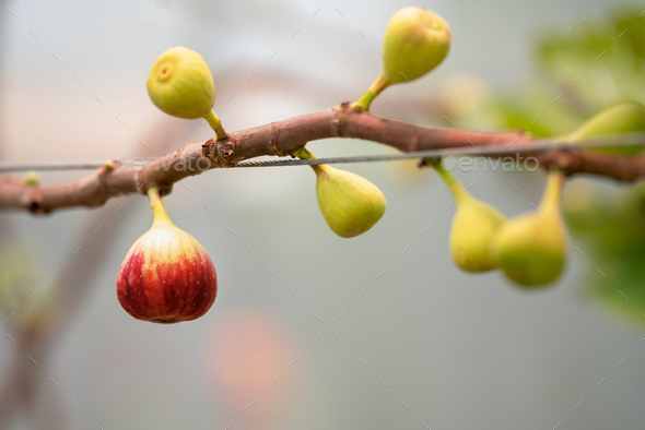 Fig Fruits with leaf on Figs tree. Beautiful sweet fresh organic figs ...