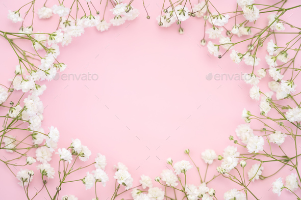 Baby's breath gypsophila on pink background Stock Photo by NAudigie