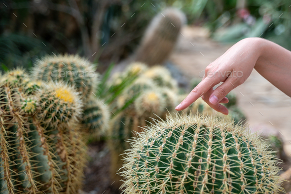 Person hand touching cactus with needles and pricking fingers Stock ...