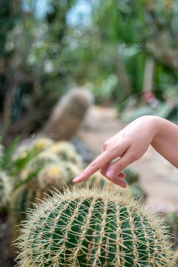 Person hand touching cactus with needles and pricking fingers Stock ...