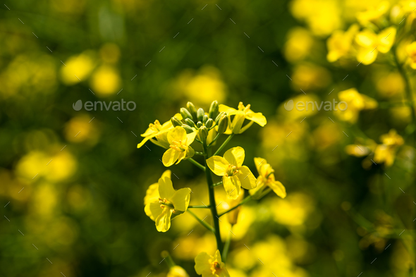 Rape plant and flowers in close-up. Cultivation of rapeseed. Stock ...